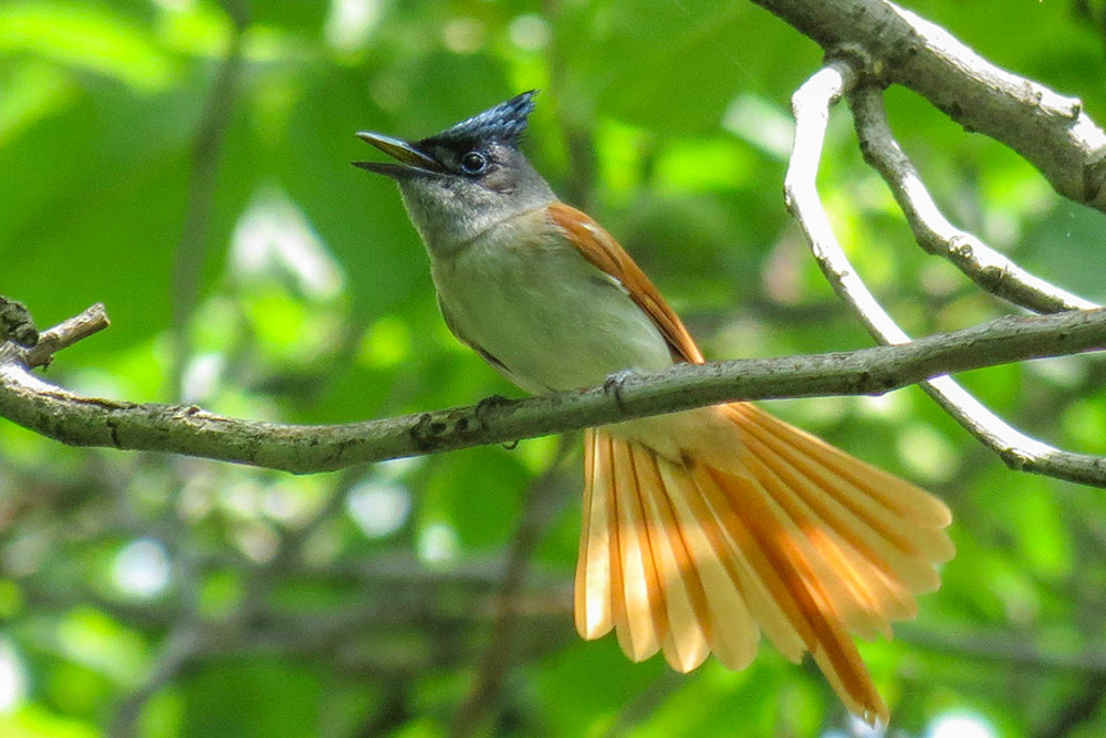 Bird watching | Centralasia Adventures